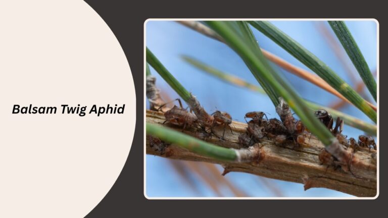 20 Common Types of Aphids: Identification and Pictures