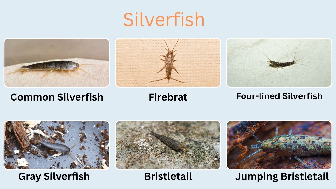 32 Common Types of Insects: Species, Role, ID With Images