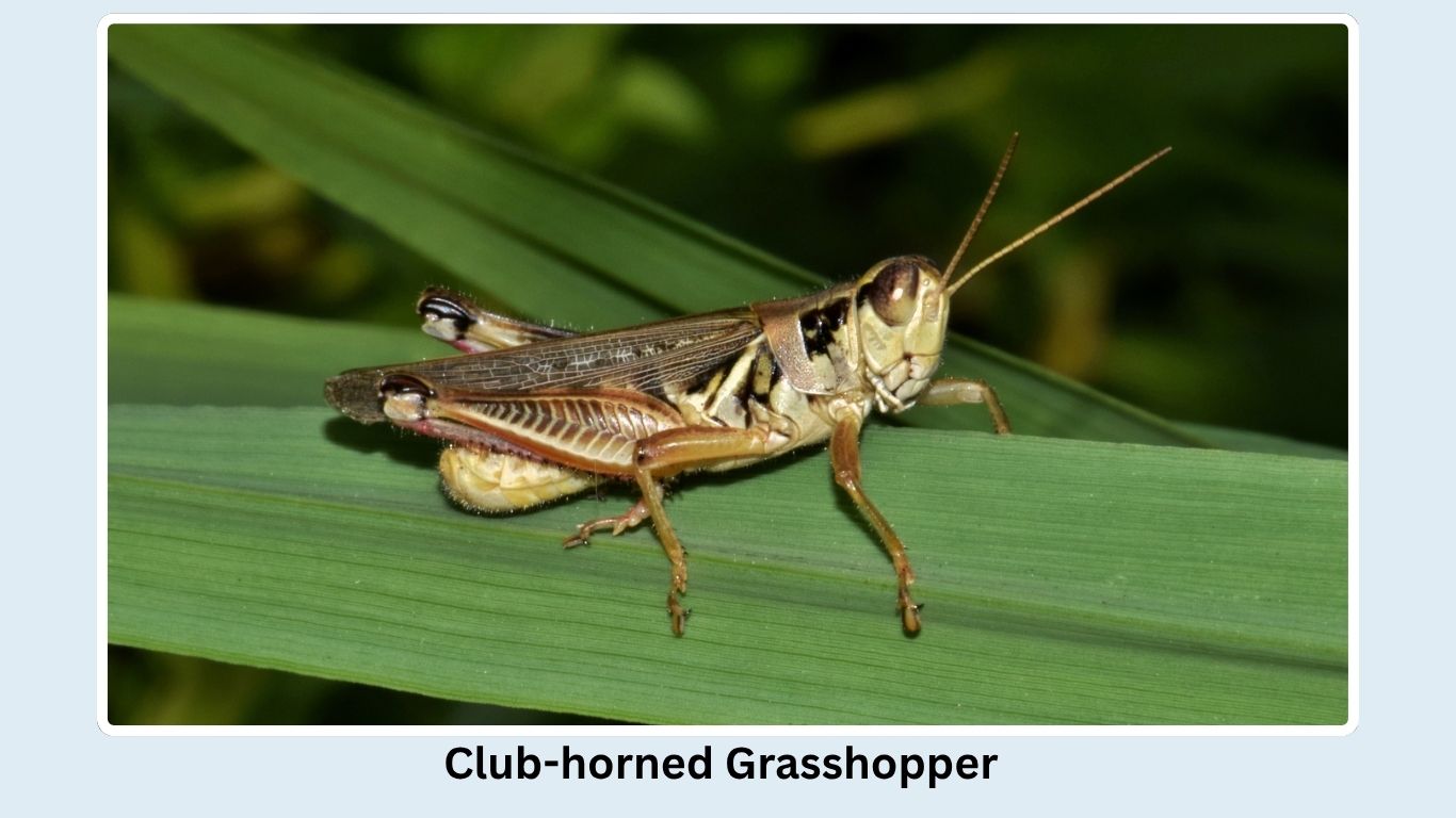 20 Common Types of Grasshoppers: Identification With Picture
