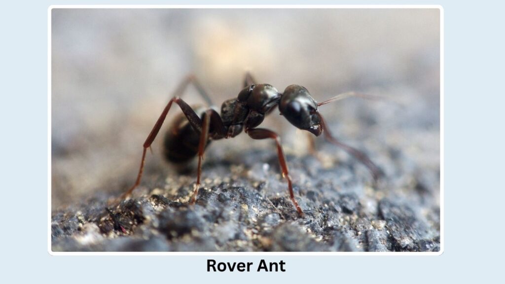 25 Common Types of Ants: Identification with Images