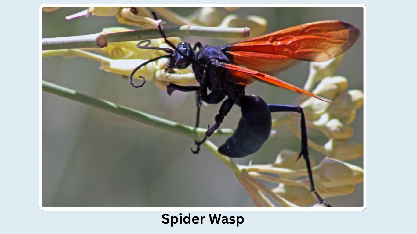 26 Common Types of Wasps: Identification, Behavior, and Images