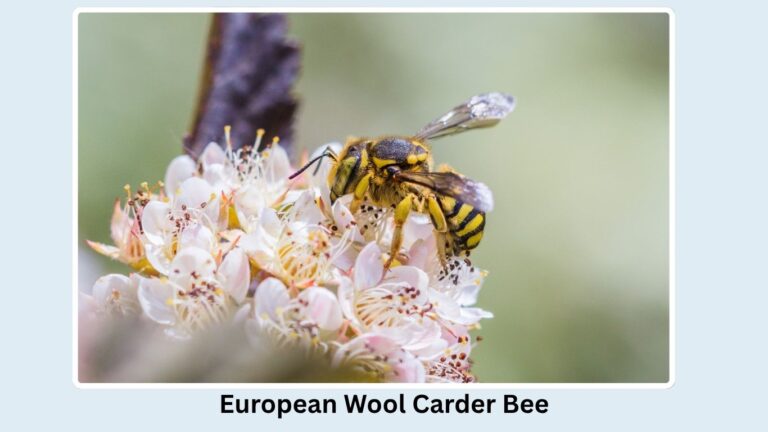 25 Common Types of Bees: Identification With Pictures
