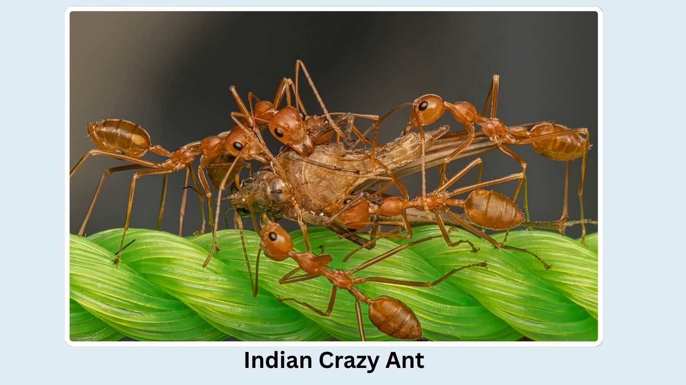 25 Common Types of Ants: Identification with Images