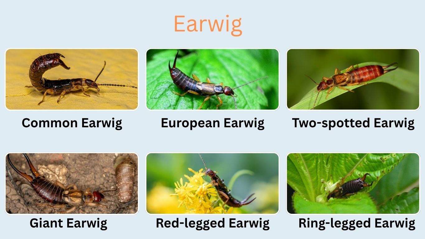 32 Common Types of Insects: Species, Role, ID With Images
