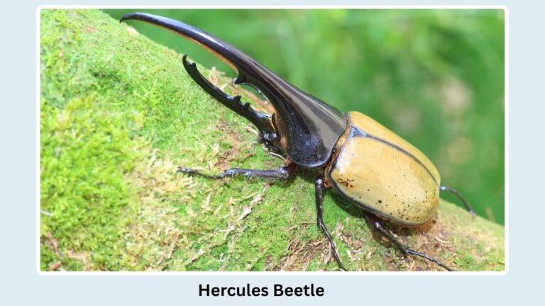 25 Common Beetles: Identification with Names & Pictures