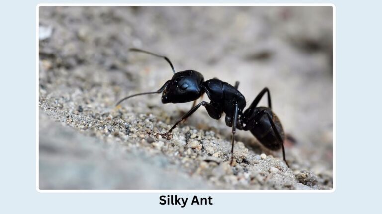 25 Common Types of Ants: Identification with Images