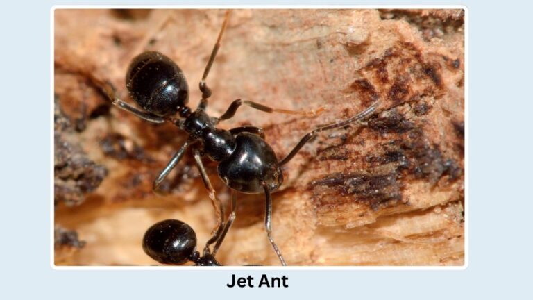 25 Common Types of Ants: Identification with Images