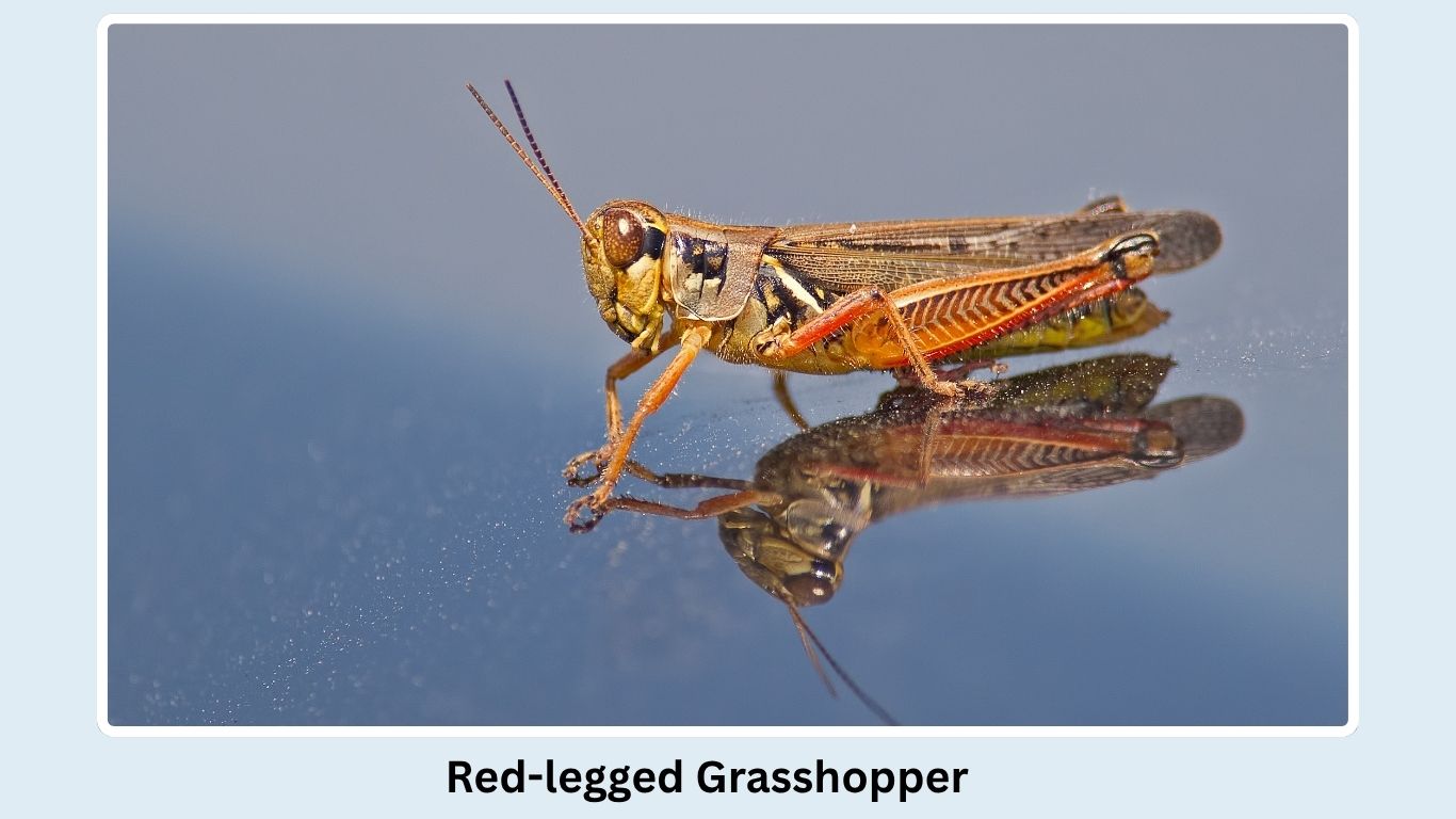 20 Common Types of Grasshoppers: Identification With Picture