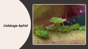20 Common Types of Aphids: Identification and Pictures