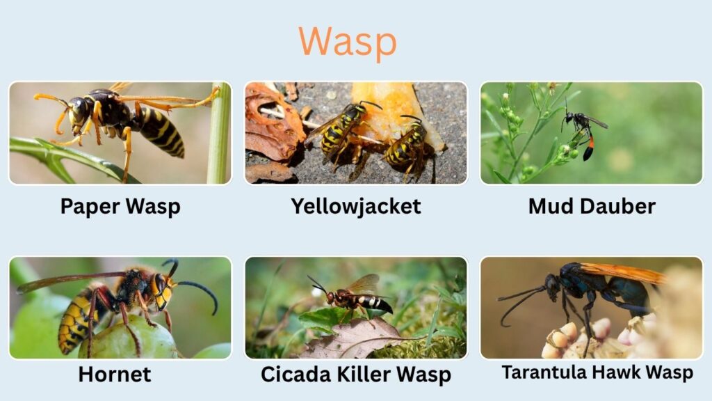 32 Common Types of Insects: Species, Role, ID With Images
