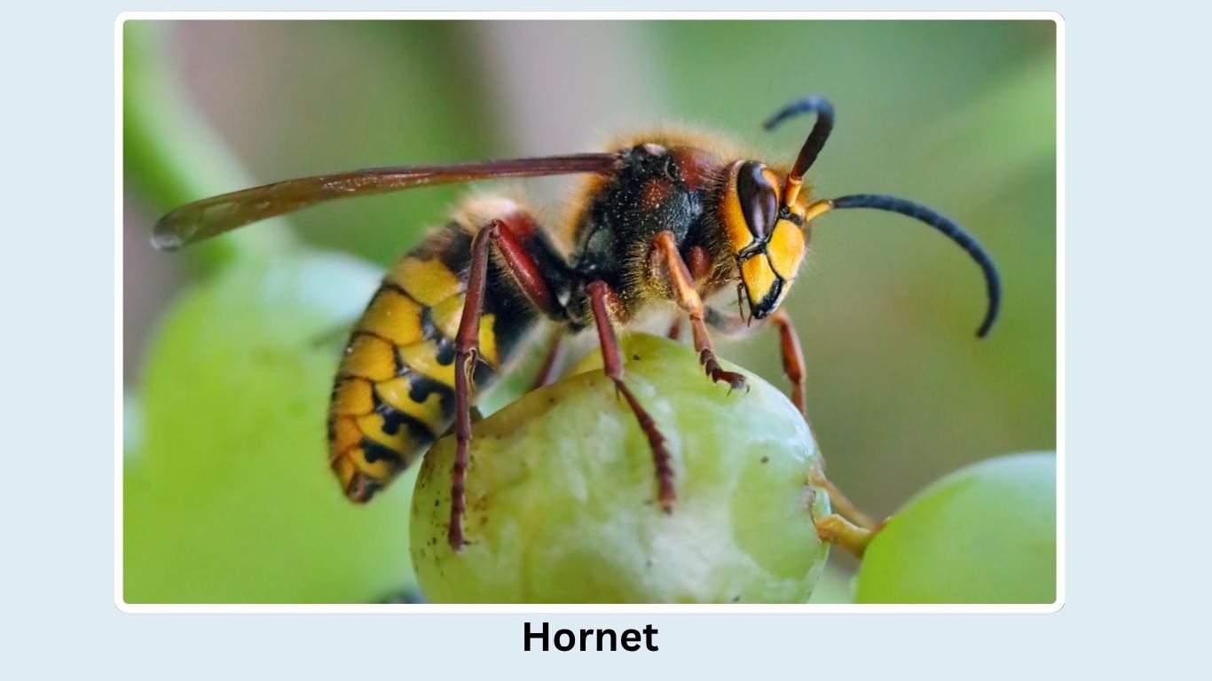 26 Common Types of Wasps: Identification, Behavior, and Images