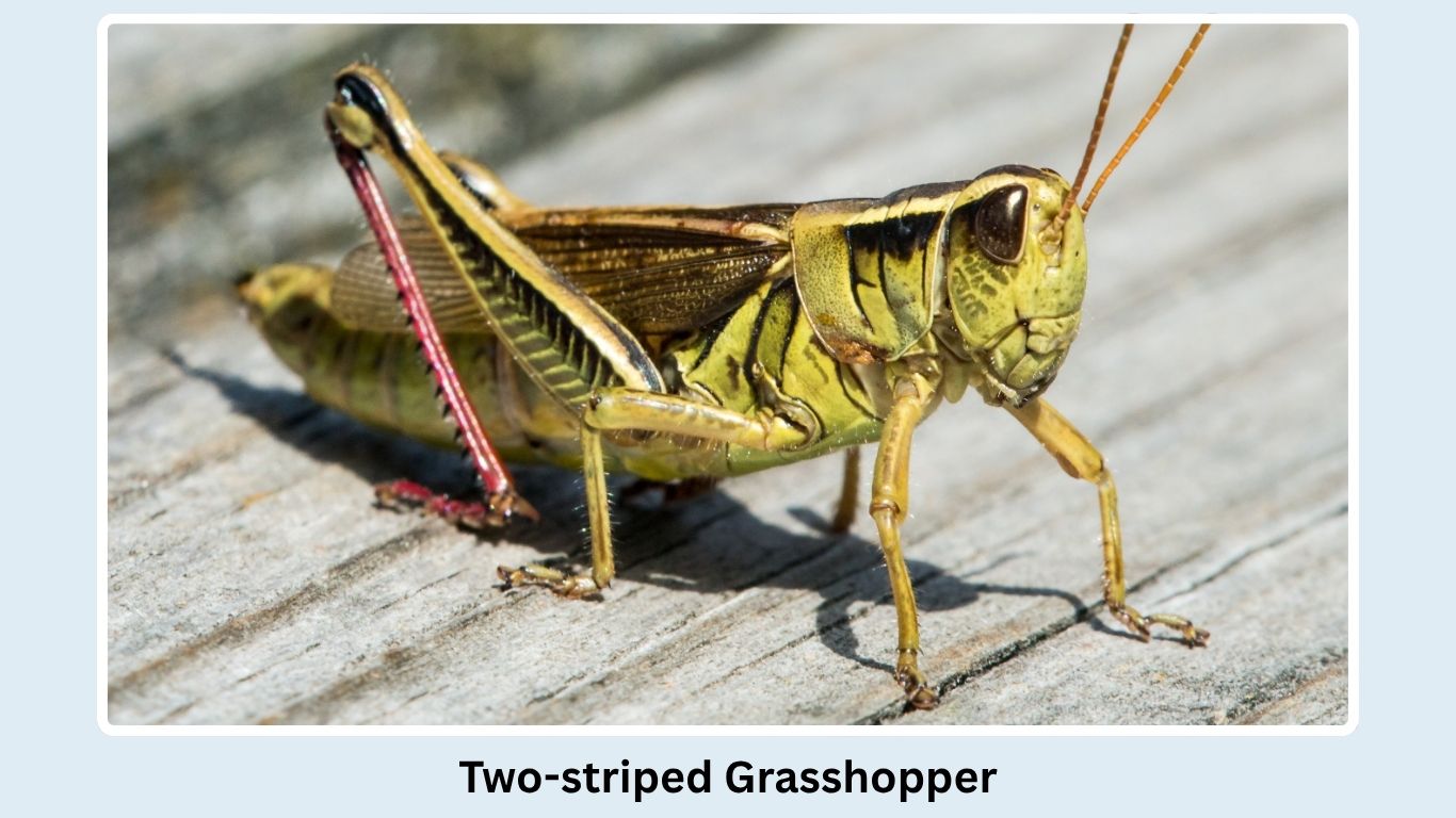 20 Common Types of Grasshoppers: Identification With Picture