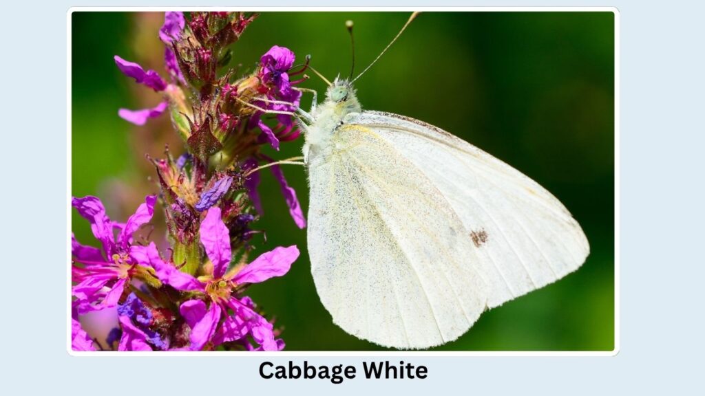 15 Common Butterflies: Color, Habitat, Identification with Images