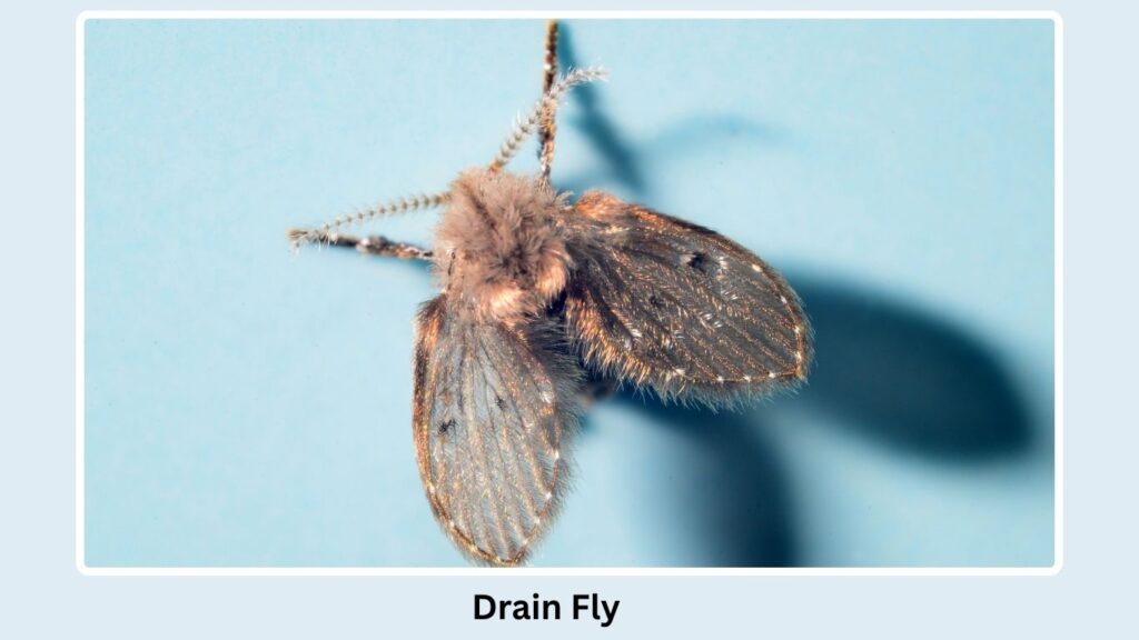 20 Common Types of Flies: Identification with Images and Names