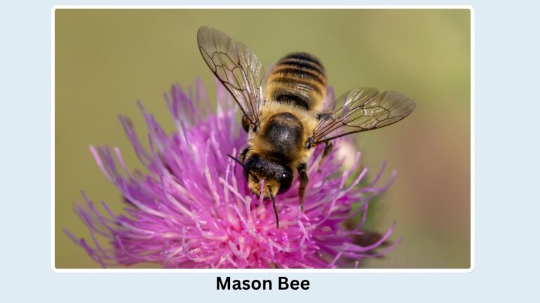 25 Common Types of Bees: Identification With Pictures