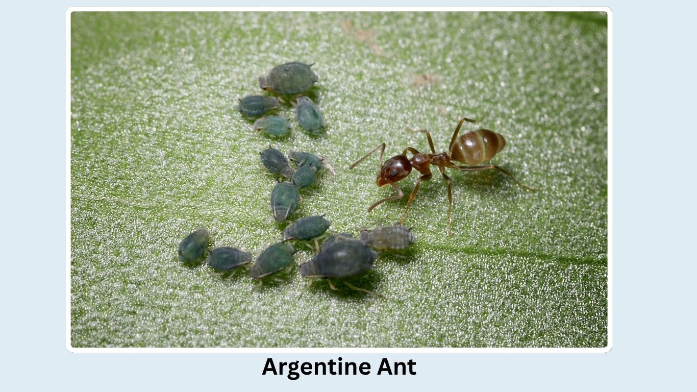 25 Common Types of Ants: Identification with Images