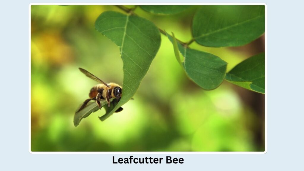 25 Common Types of Bees: Identification With Pictures