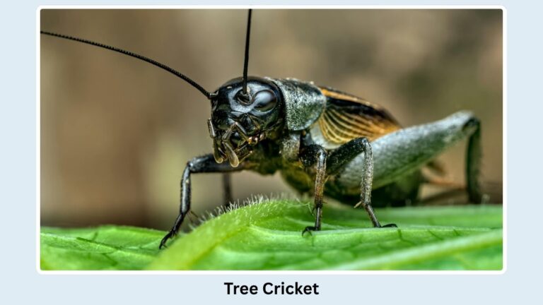 20 Common Types of Crickets: Identification, Habitat & Diet