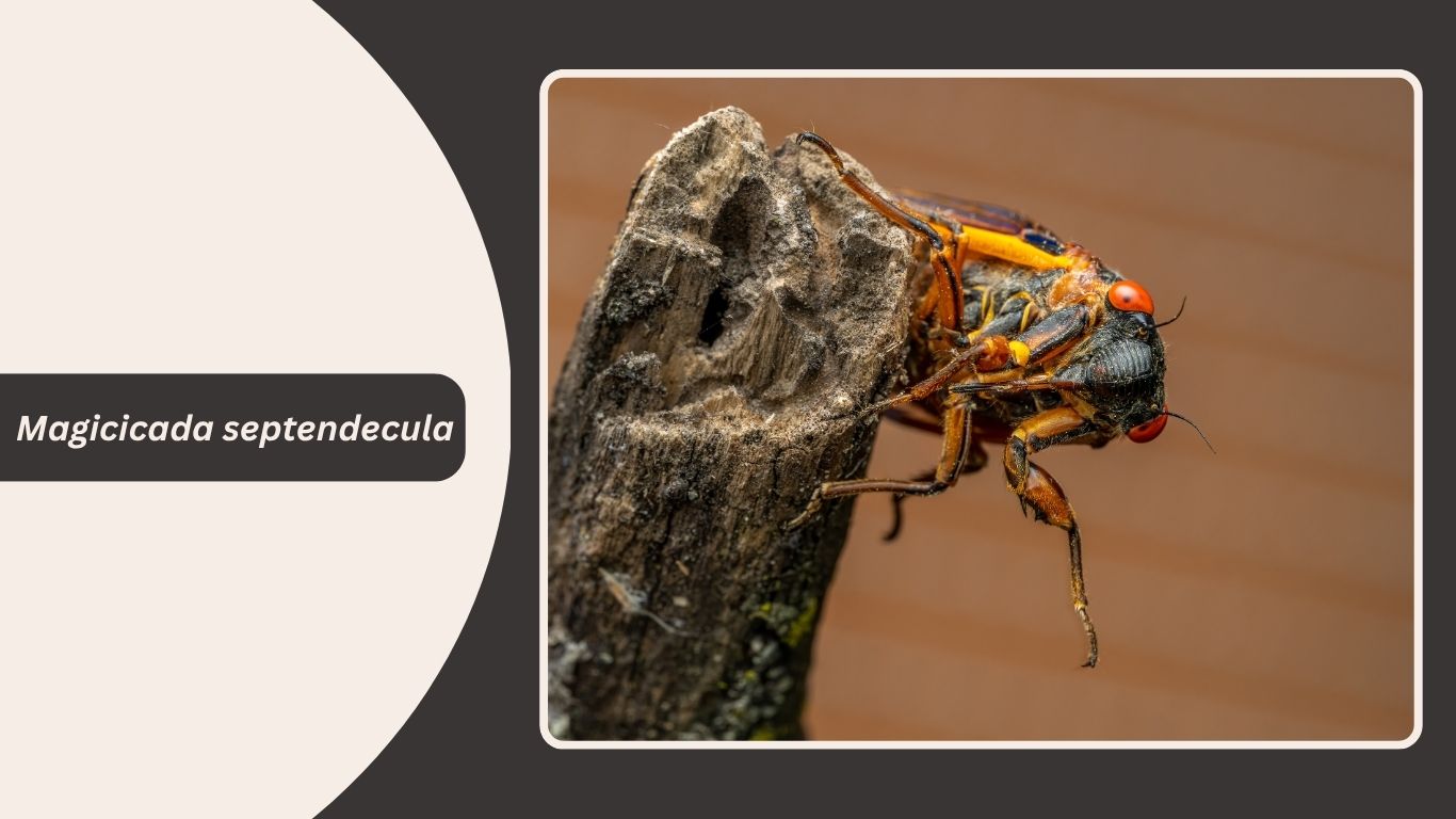 15 Types of Cicadas: Species Names, Identification With Pictures