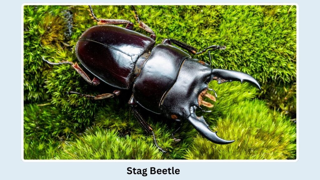 25 Common Beetles: Identification with Names & Pictures