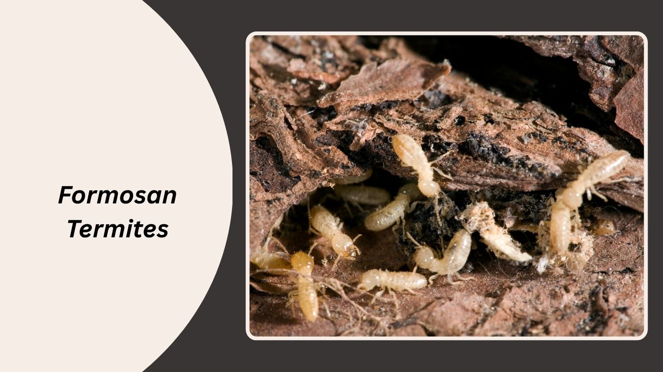 20 Common Types of Termites: Identification With Pictures