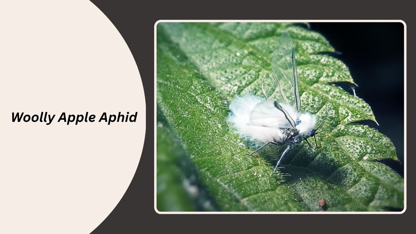 20 Common Types of Aphids: Identification and Pictures