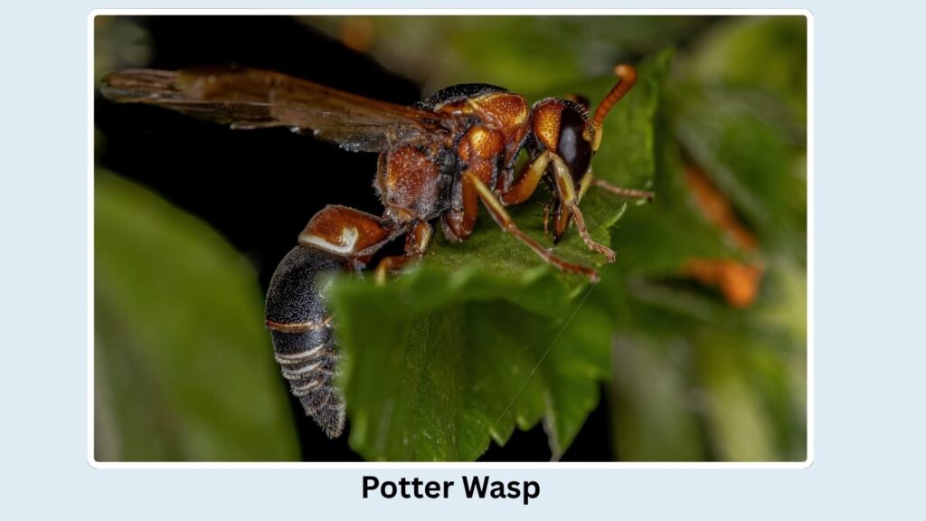 26 Common Types of Wasps: Identification, Behavior, and Images