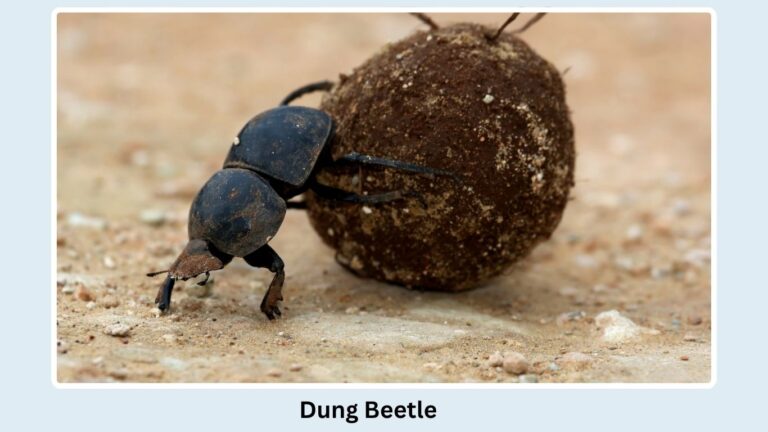 25 Common Beetles: Identification with Names & Pictures