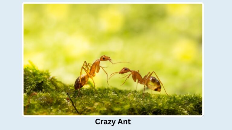 25 Common Types of Ants: Identification with Images