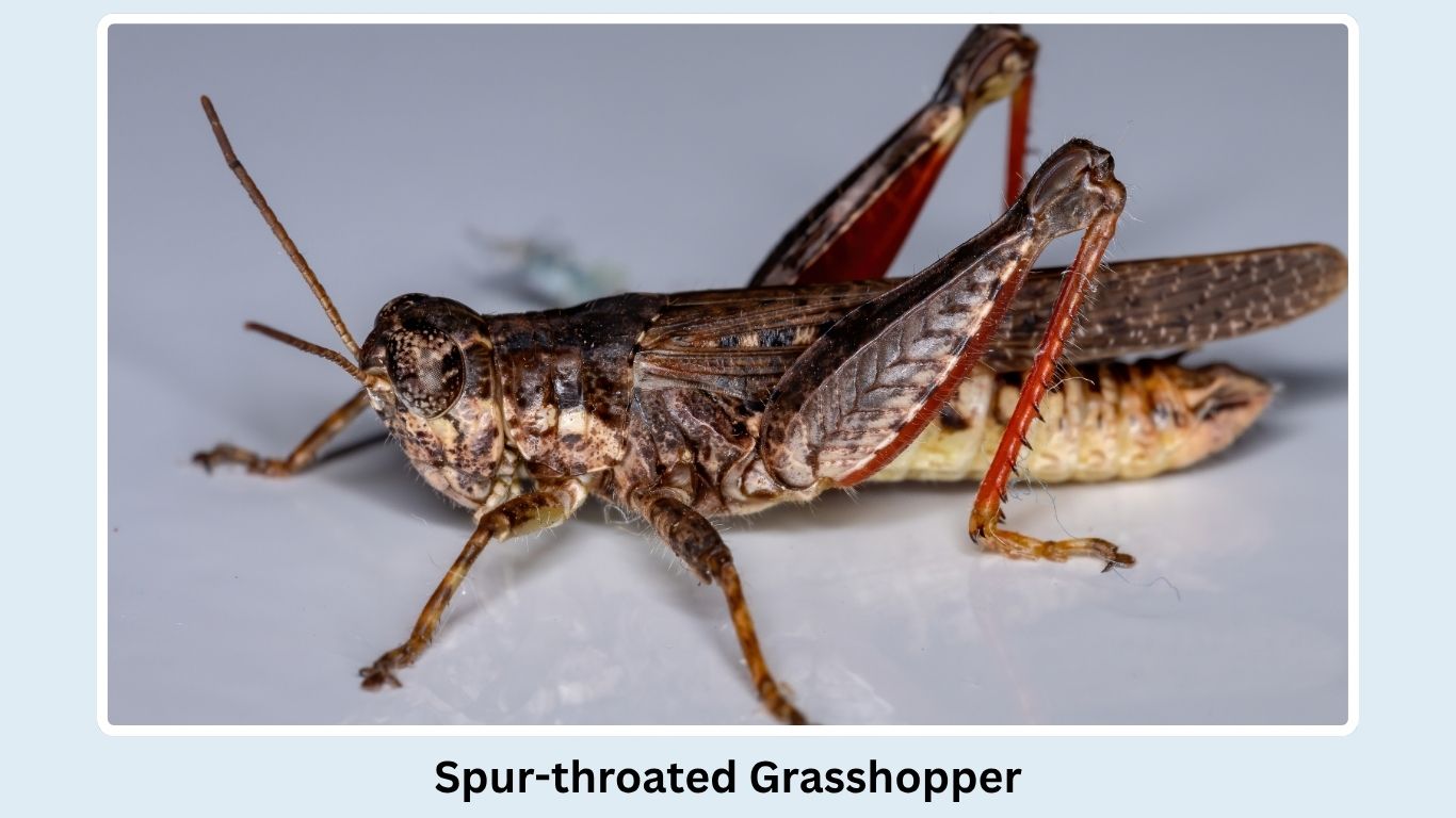 20 Common Types of Grasshoppers: Identification With Picture
