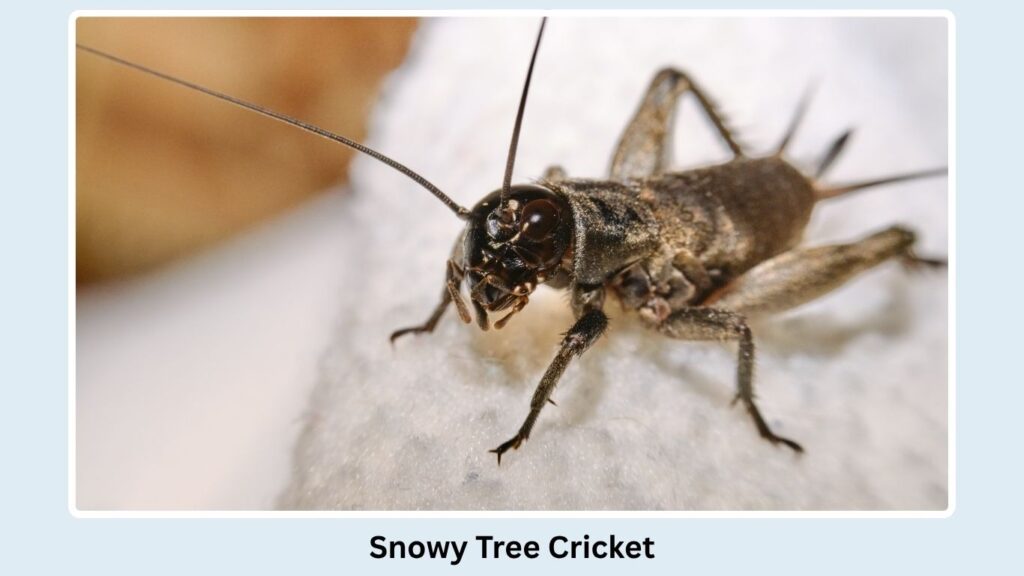20 Common Types of Crickets: Identification, Habitat & Diet