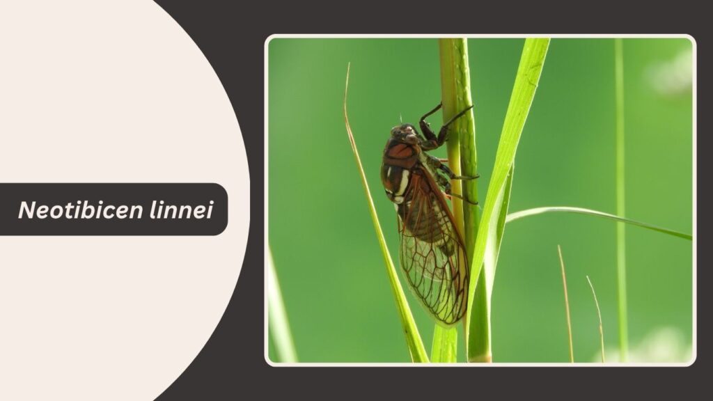 15 Types of Cicadas: Species Names, Identification With Pictures