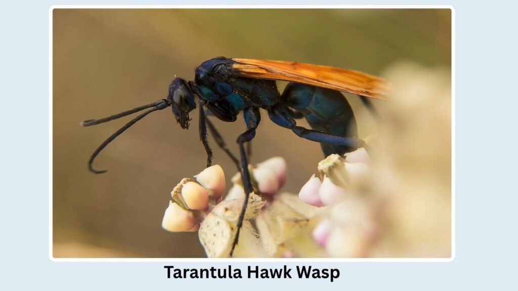 26 Common Types of Wasps: Identification, Behavior, and Images