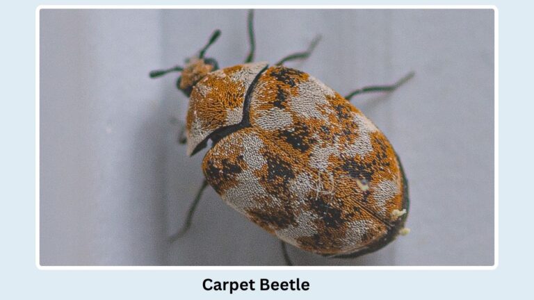 25 Common Beetles: Identification with Names & Pictures