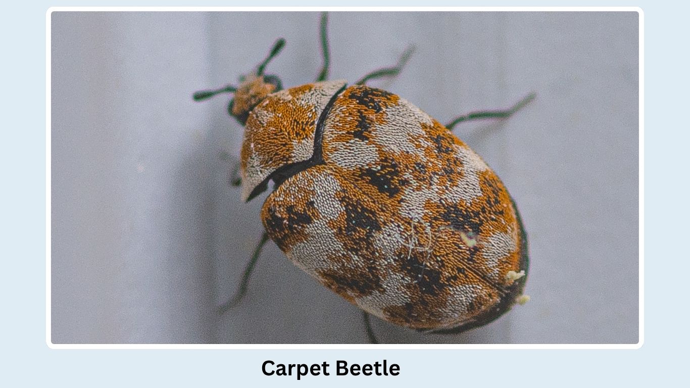 25 Common Beetles: Identification with Names & Pictures