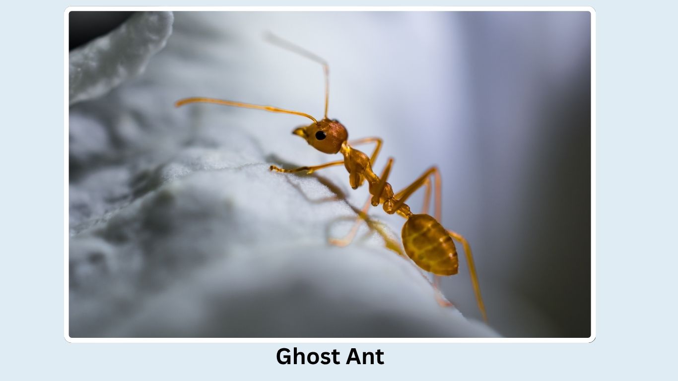 25 Common Types of Ants: Identification with Images