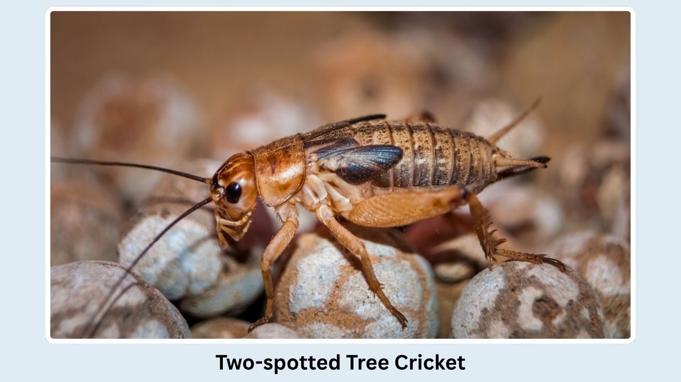 20 Common Types of Crickets: Identification, Habitat & Diet