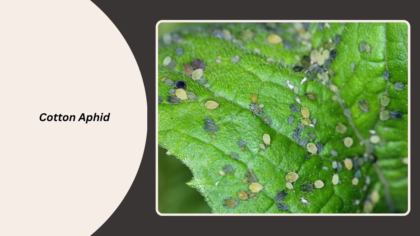 20 Common Types of Aphids: Identification and Pictures