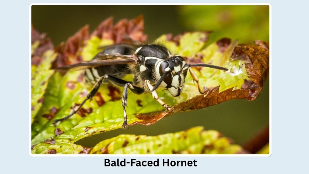 26 Common Types of Wasps: Identification, Behavior, and Images