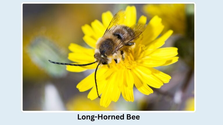 25 Common Types of Bees: Identification With Pictures
