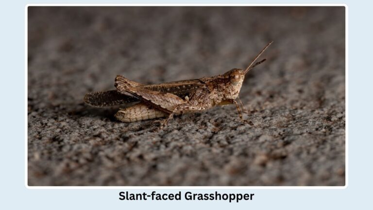 20 Common Types of Grasshoppers: Identification With Picture