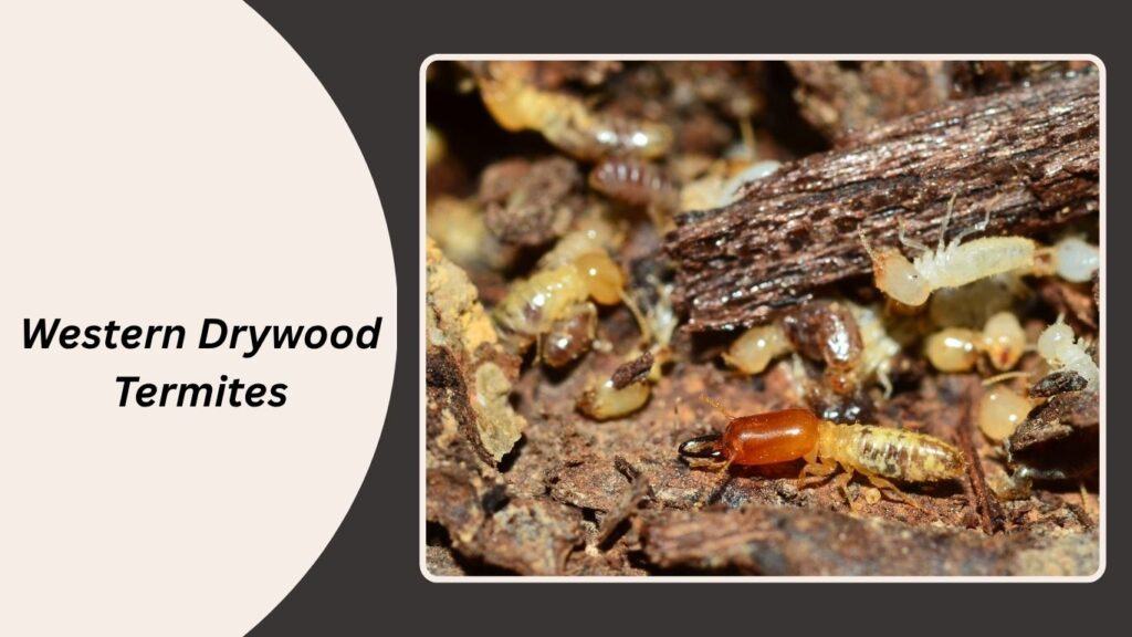 20 Common Types of Termites: Identification With Pictures