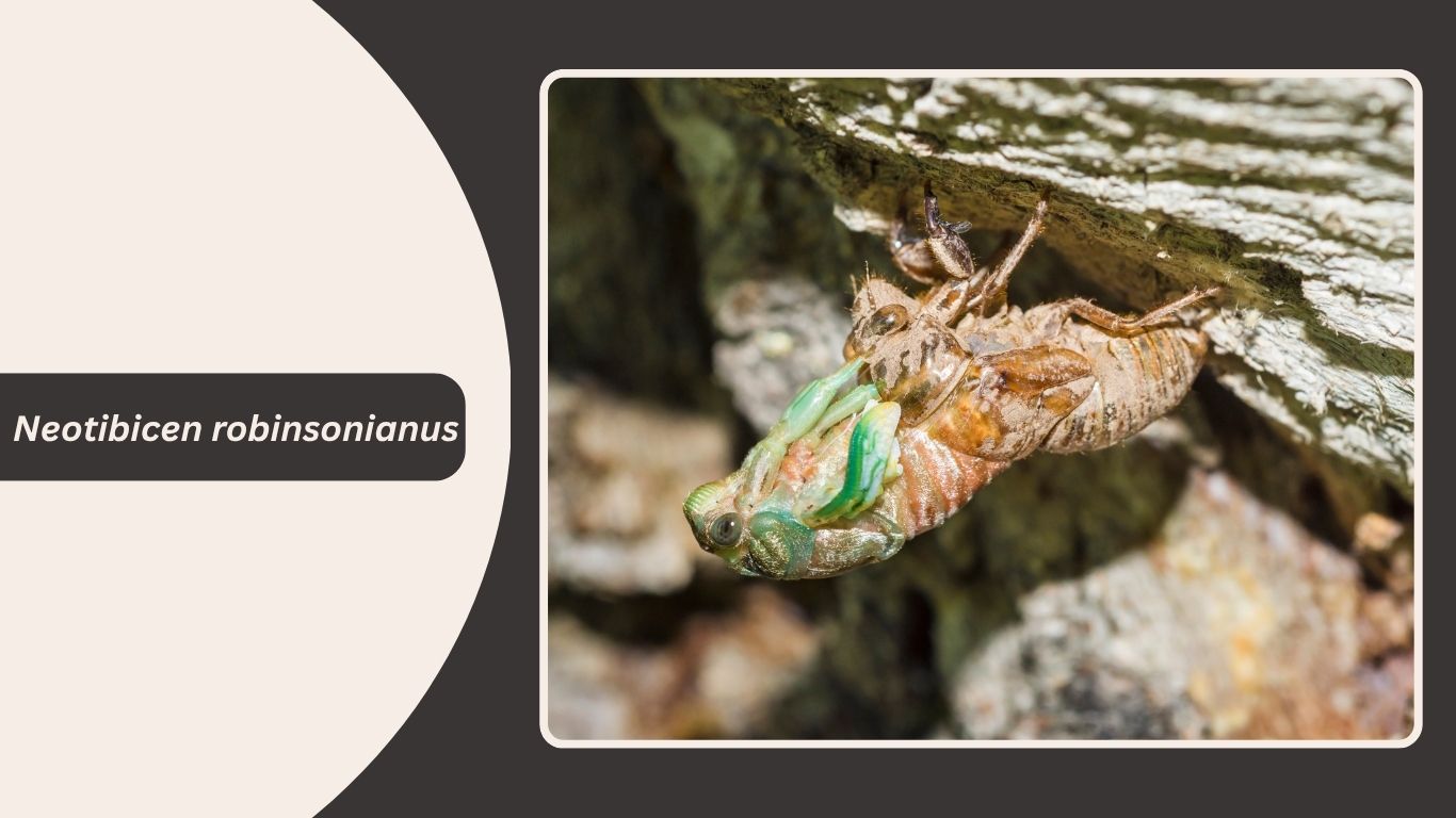 15 Types of Cicadas: Species Names, Identification With Pictures