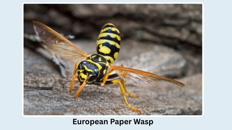 26 Common Types of Wasps: Identification, Behavior, and Images