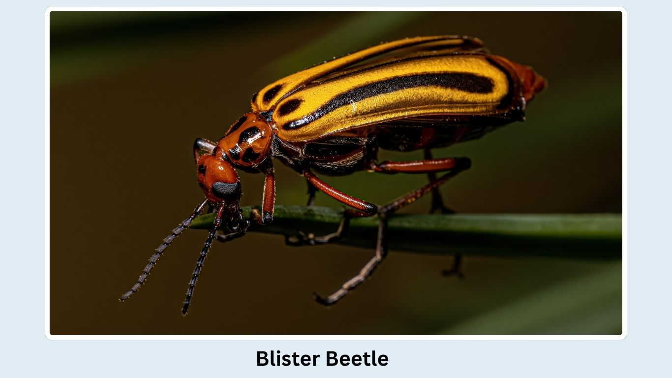 25 Common Beetles: Identification with Names & Pictures