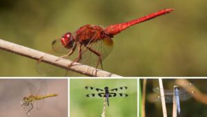 20 Common Types of Dragonflies: Names, Identification & Diet