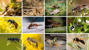 26 Common Types of Wasps: Identification, Behavior, and Images