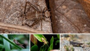 20 Common Types of Crickets: Identification, Habitat & Diet