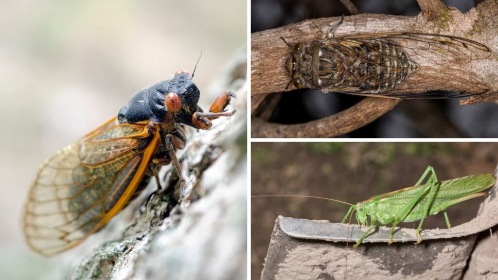 15 Types of Cicadas: Species Names, Identification With Pictures