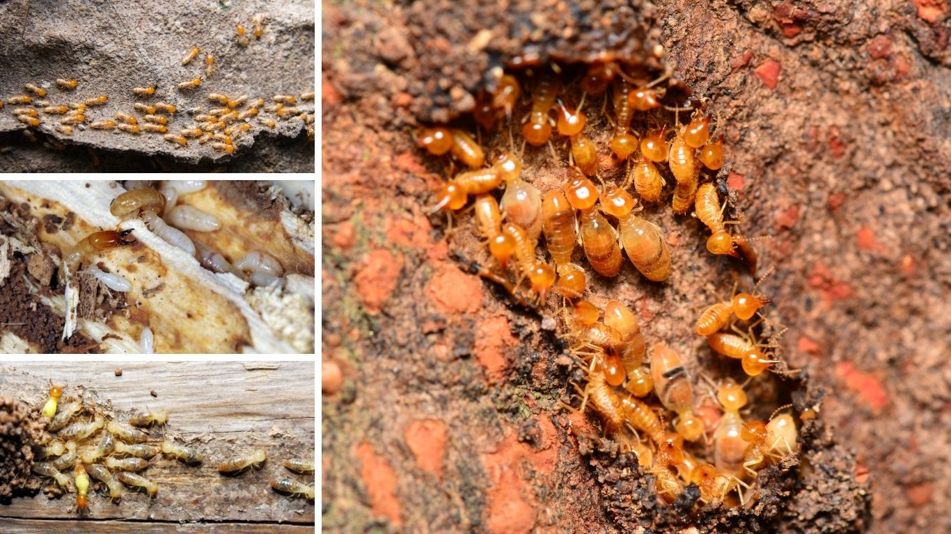 20 Common Types of Termites: Identification With Pictures
